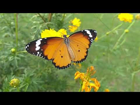 Saf Sakinlik: 2 Dakikalık Derin Rahatlama Müziği - Pure Calm: 2 Minutes of Deep Relaxation Music