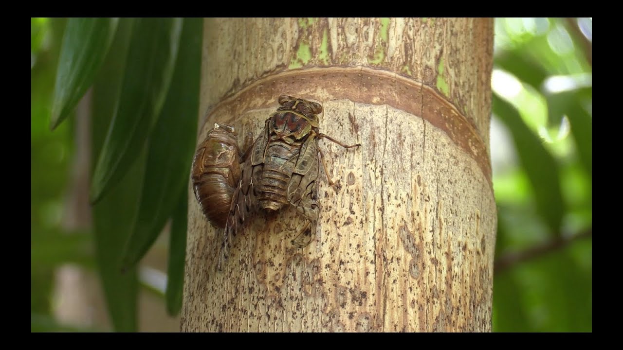 Cicadas | The loudest insects in the world - YouTube