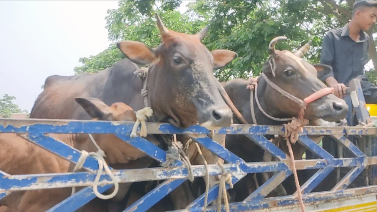 cow unloading | cow videos | caw | cow ki video | big cow farm | cow ...