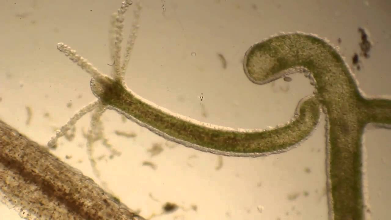 Hydra Budding - YouTube