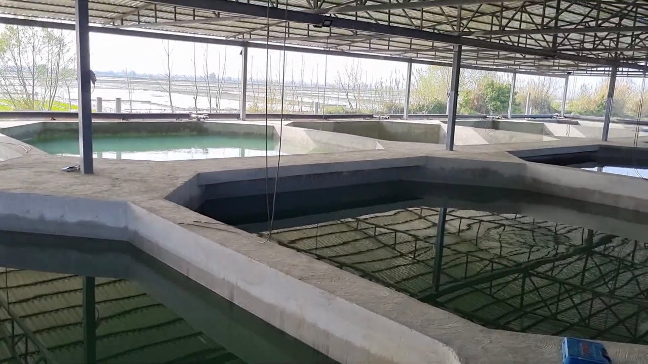Sturgeon RAS farm - YouTube