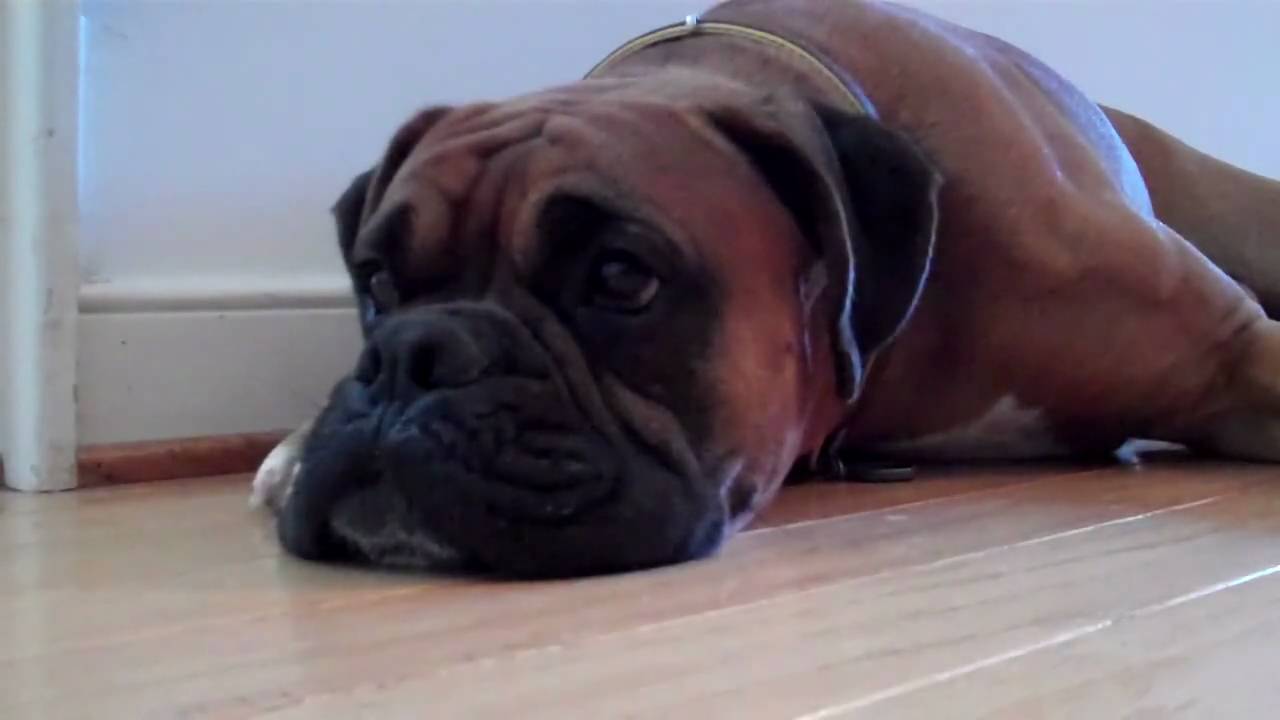 Boxer catching flies... - YouTube