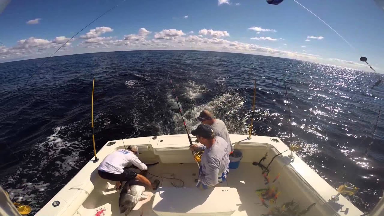 Bluefin 9 15 14 - YouTube