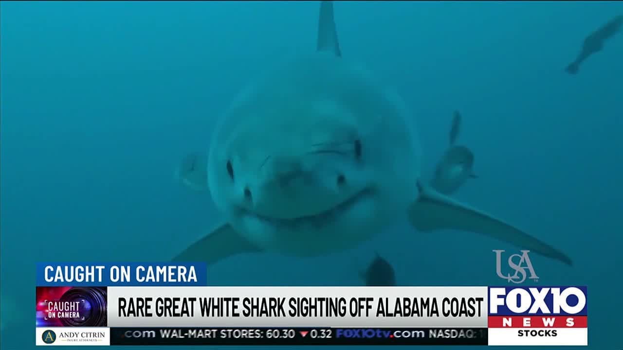 Great White shark spotted off the Alabama coast - YouTube