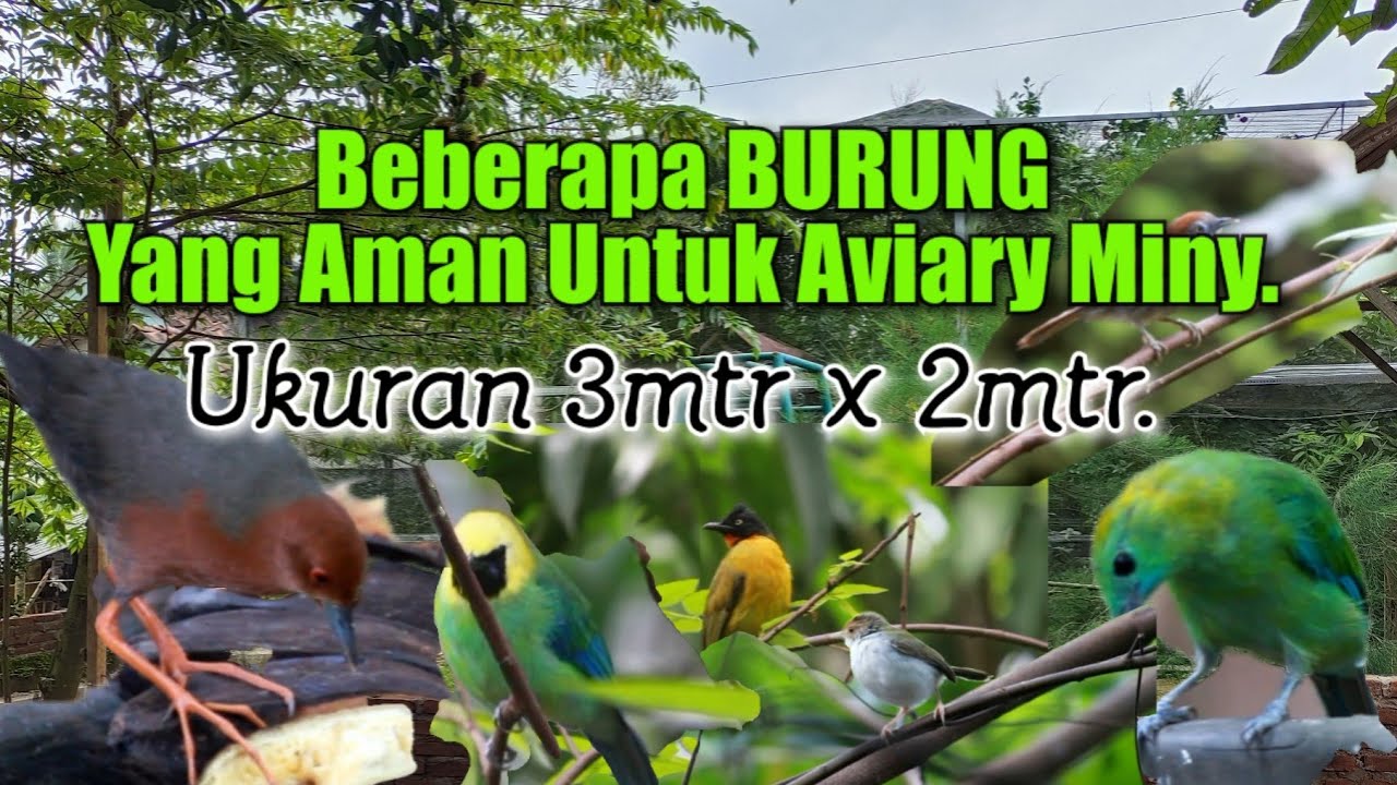 BEBERAPA BURUNG YANG AMAN DI AVIARY KECIL!!INI PENGALAMAN SAYA SELAMA ...