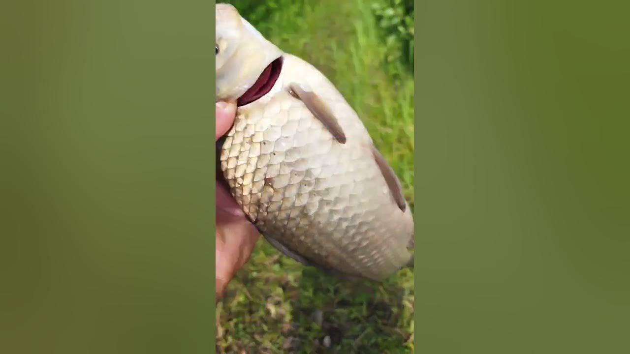 КАРП.... РЫБАЛКА НИЖНИЙ НОВГОРОД - YouTube