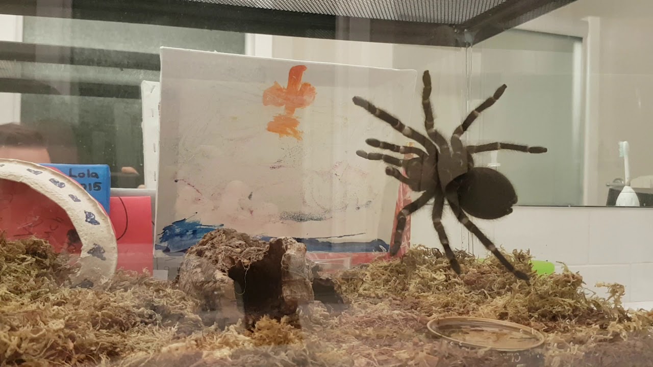 Harriet the happy Haitian brown tarantula - YouTube