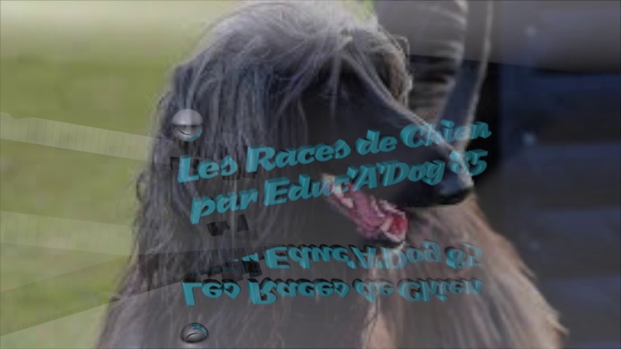 le levrier Afghan - YouTube