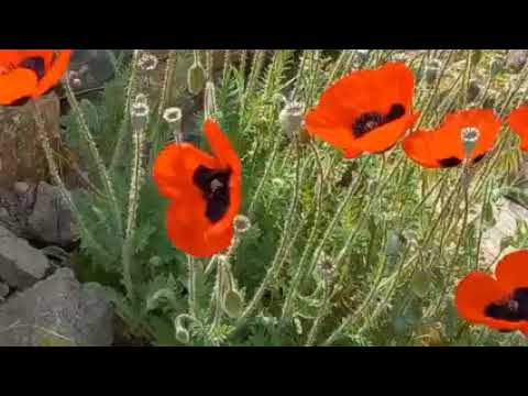 Cəbrayıl şəhərinin mərkəzindən yeni görüntülər.