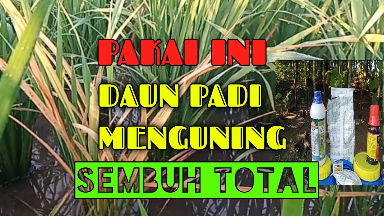 CARA MENGENDALIKAN DAUN PADI MENGUNING - YouTube