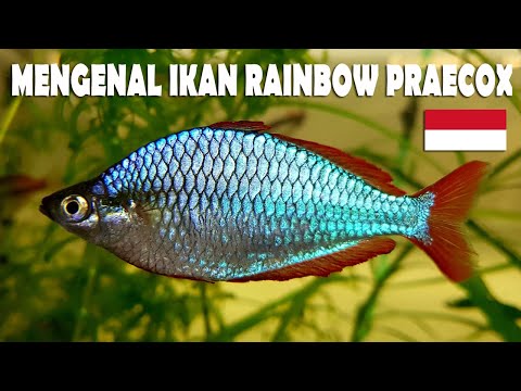 Mengenal Ikan Hias - Rainbow Praecox - YouTube