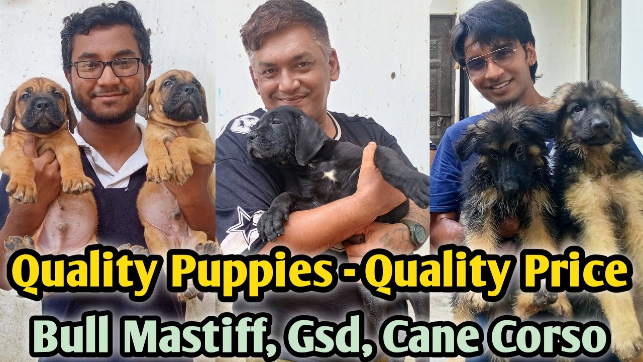 Bull Mastiff |Cane Corso|German Shepherd| Best Guard Dogs| Dog farm in ...