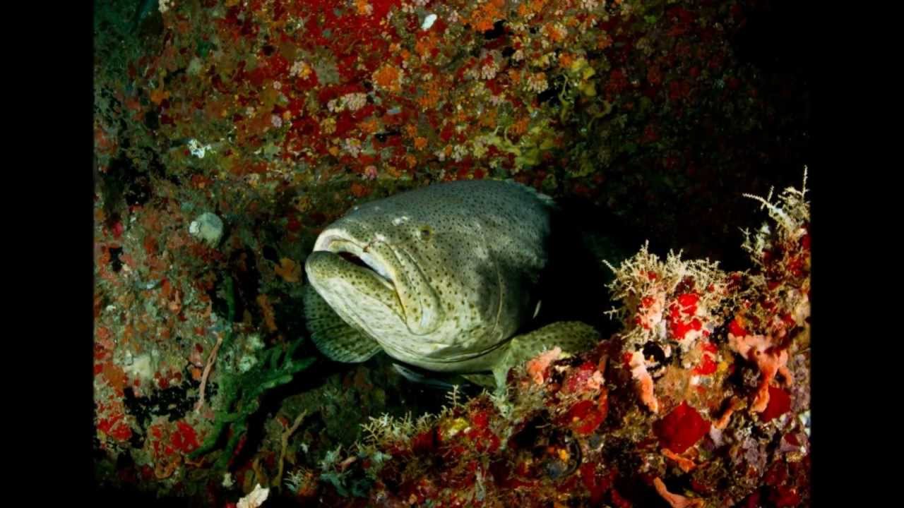 Grouper Encounter on a Photo Tour with Pompano Dive Center - YouTube