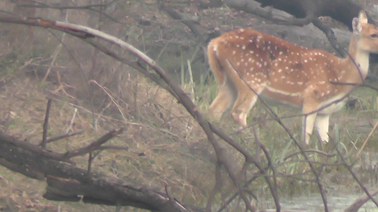 Female Blue Bull/Nilgai and Spotted Deer - YouTube