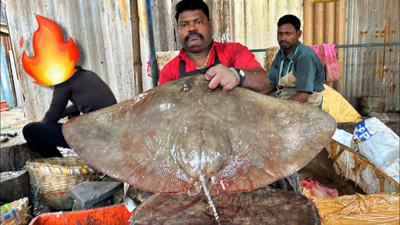 RARE!!! MONSTER STINGRAY(THIRUKAI) KASIMEDU SELVAM🔥FISH CUTTING VIDEO ...