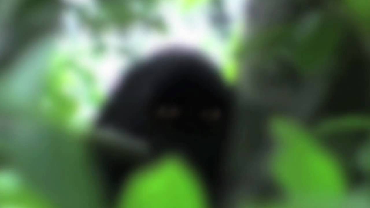 Real Creature or Demon Ghost caught on tape - YouTube