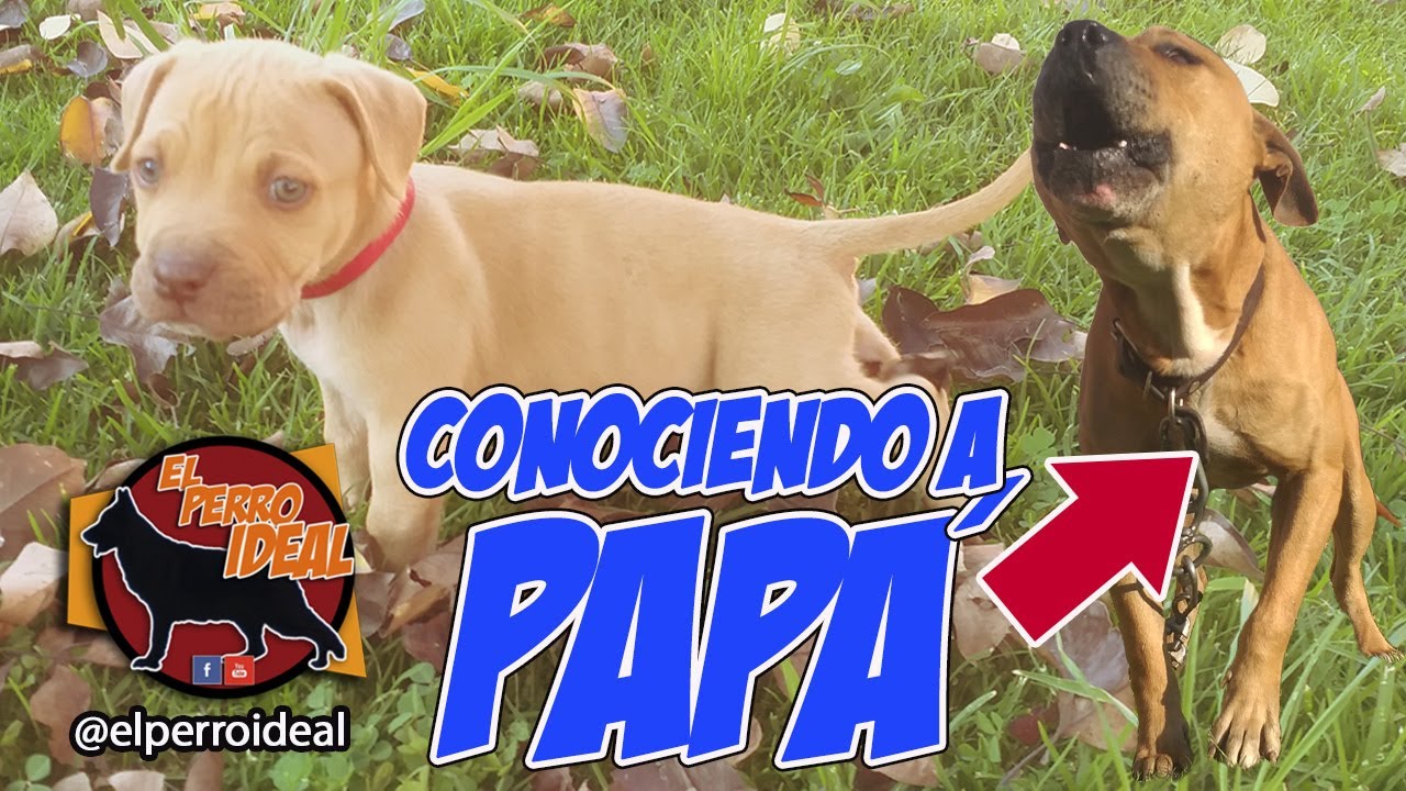 Los Perros De Papá Conocen A Sus Cachorros