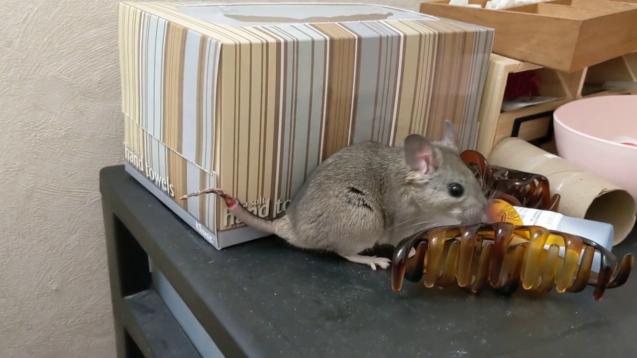 Woody the woodrat's degloved tail: warning, graphic and disturbing ...