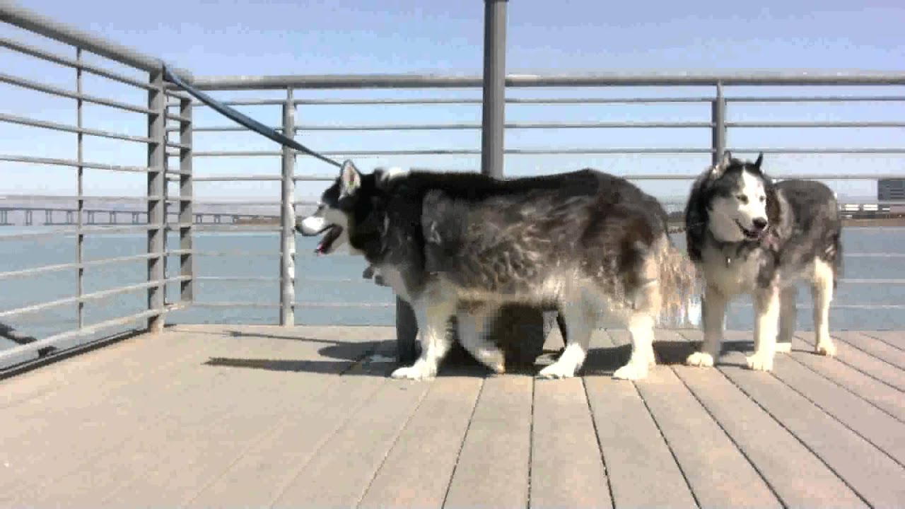 ROSY AND ROCKY GO TO SEAL POINT DOG PARK FOR DOG Play On September 20 ...