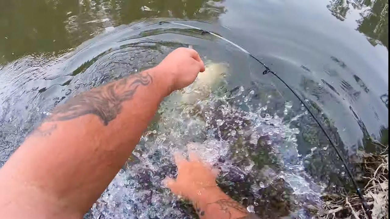 Best native fishing ever. Trout cod, Murray cod and Macquarie Perch all ...