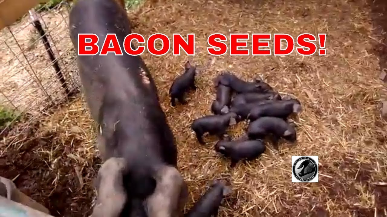 Bacon seeds and haymaker's punch hydration - YouTube