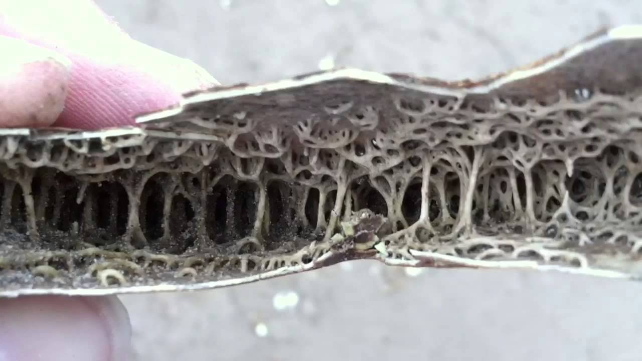 Structure inside of horseshoe crab shell - YouTube