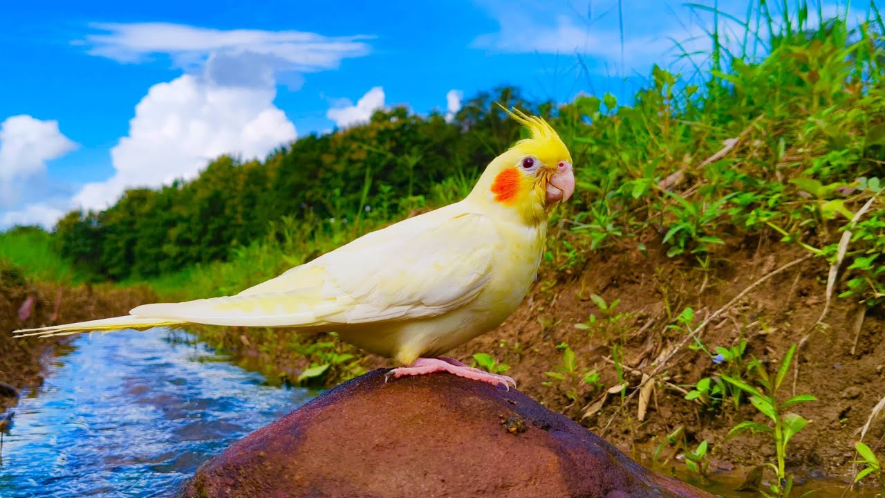 1-Hour Relaxing Cockatiel Sounds with Nature - A Peaceful Rural Escape ...