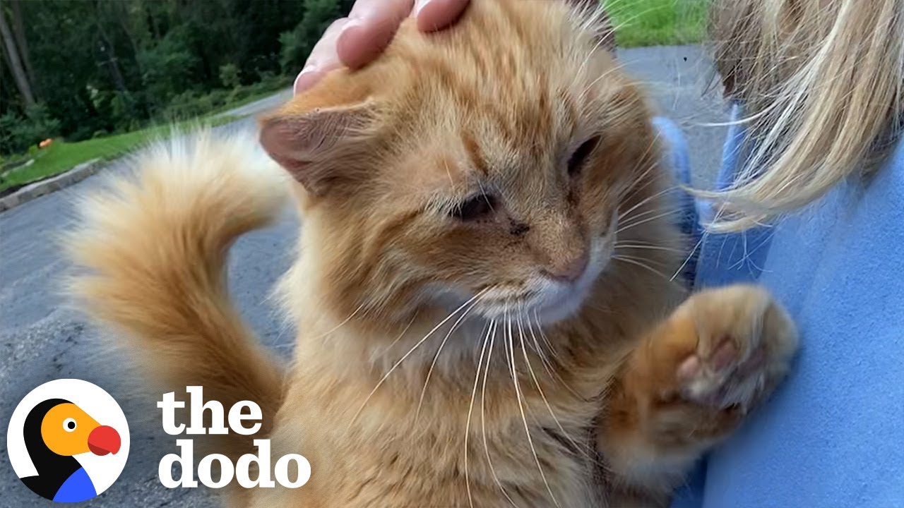 Couple Buys A Home That Comes With 16 Cats | The Dodo - YouTube