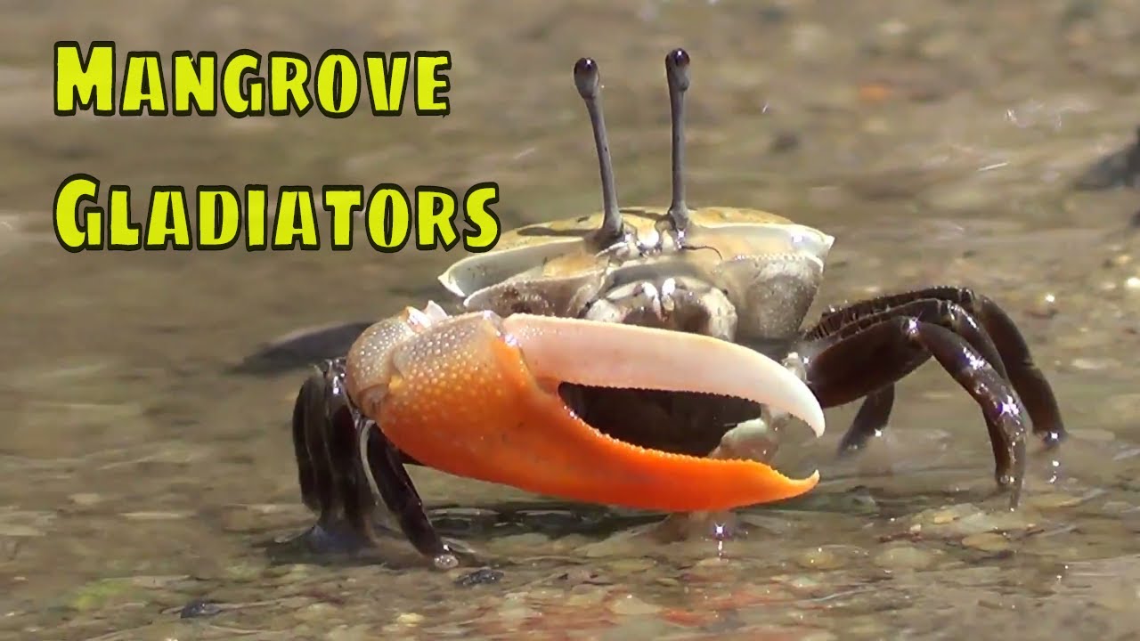Mangrove Gladiators - Fiddler Crabs - YouTube