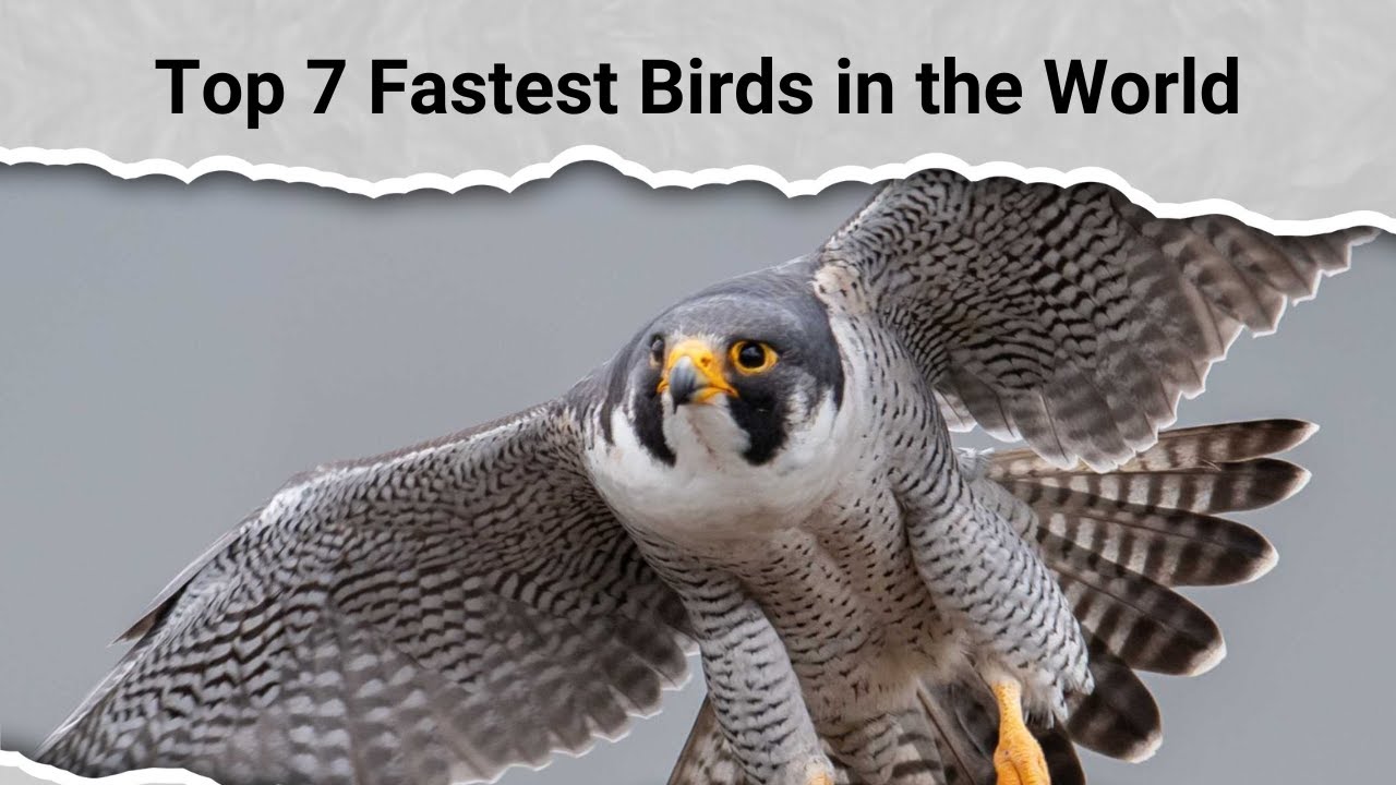 Top 7 Fastest Birds in the World - YouTube