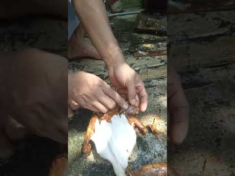 cara cabut bulu entok di jamin bersih