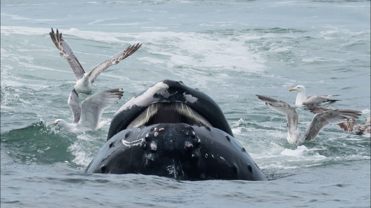 Humpback whale and Sea bird's - YouTube