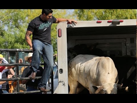 PBR Philadelphia bull weigh-in - YouTube
