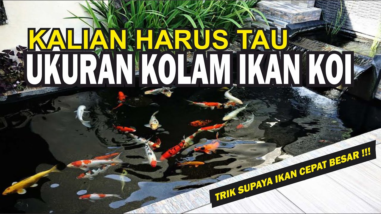 KALIAN HARUS TAU UKURAN KOLAM IKAN KOI YANG IDEAL - YouTube