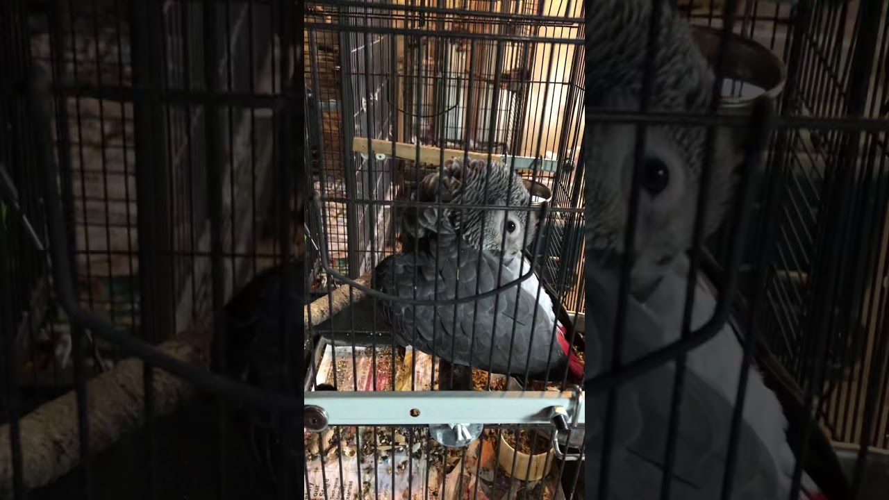 Kaka African Grey Baby Angry - YouTube