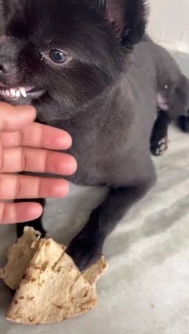 Daka|dog Lover Max|#shorts - YouTube