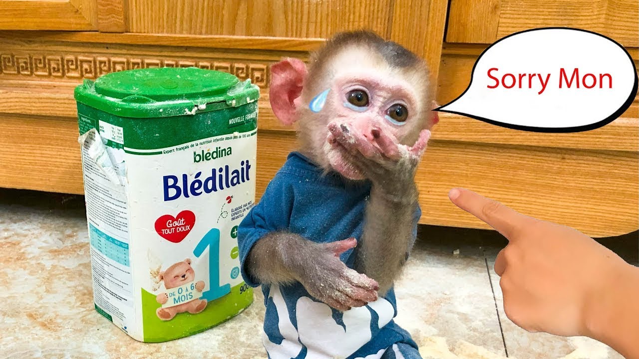 Is Monkey Bin's Powder Box the BIGGEST Mess Maker? #monkey #monkey ...