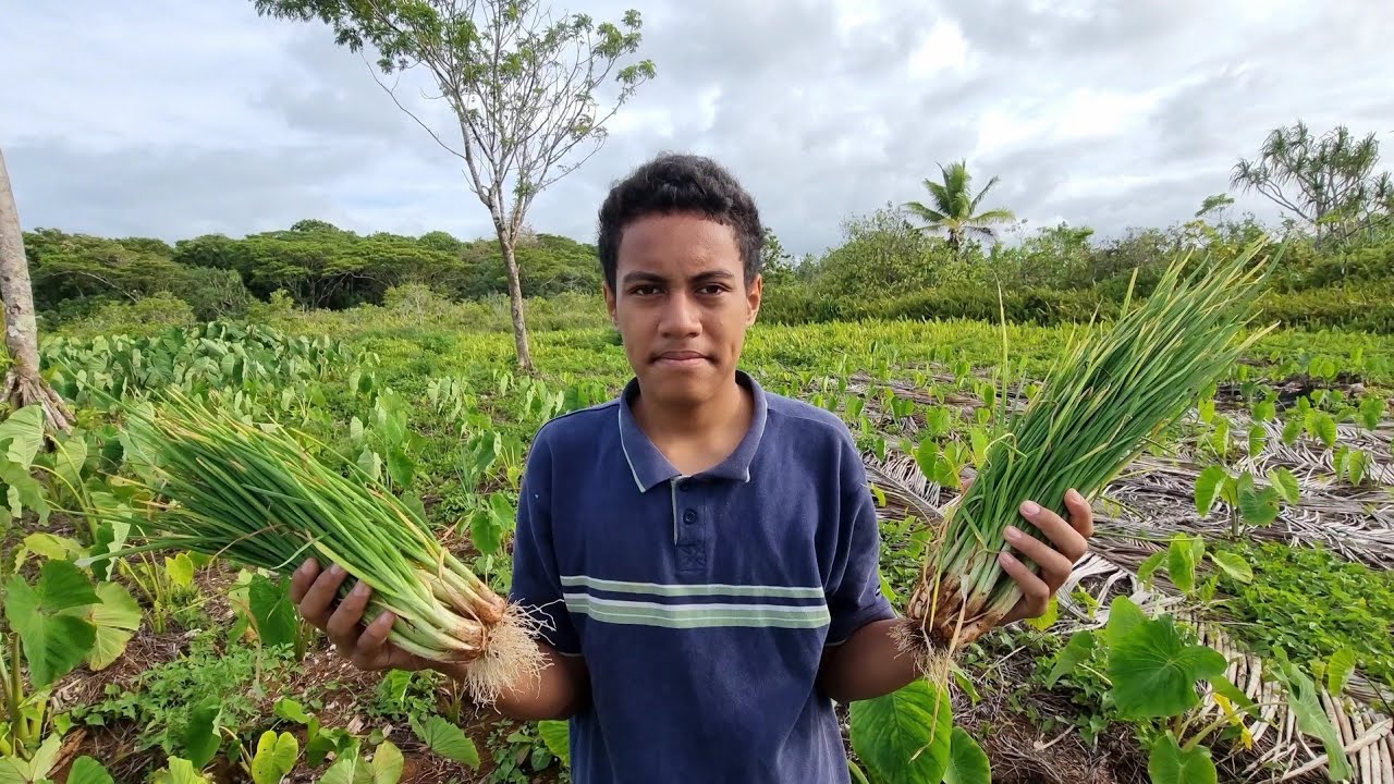 Taro Farming Sides - Tomatoes, Spring Onions And Black Nightshade ...