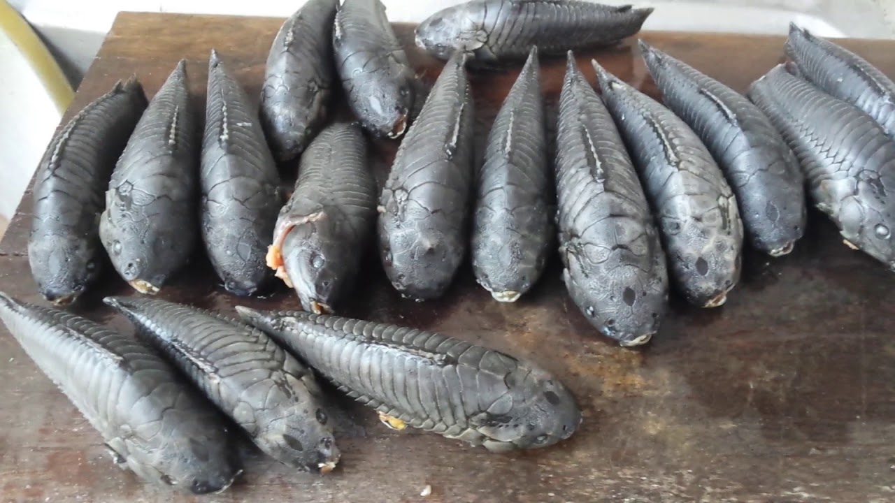 KWIE KWIE VAN SANDHYA GEKREGEN. - YouTube