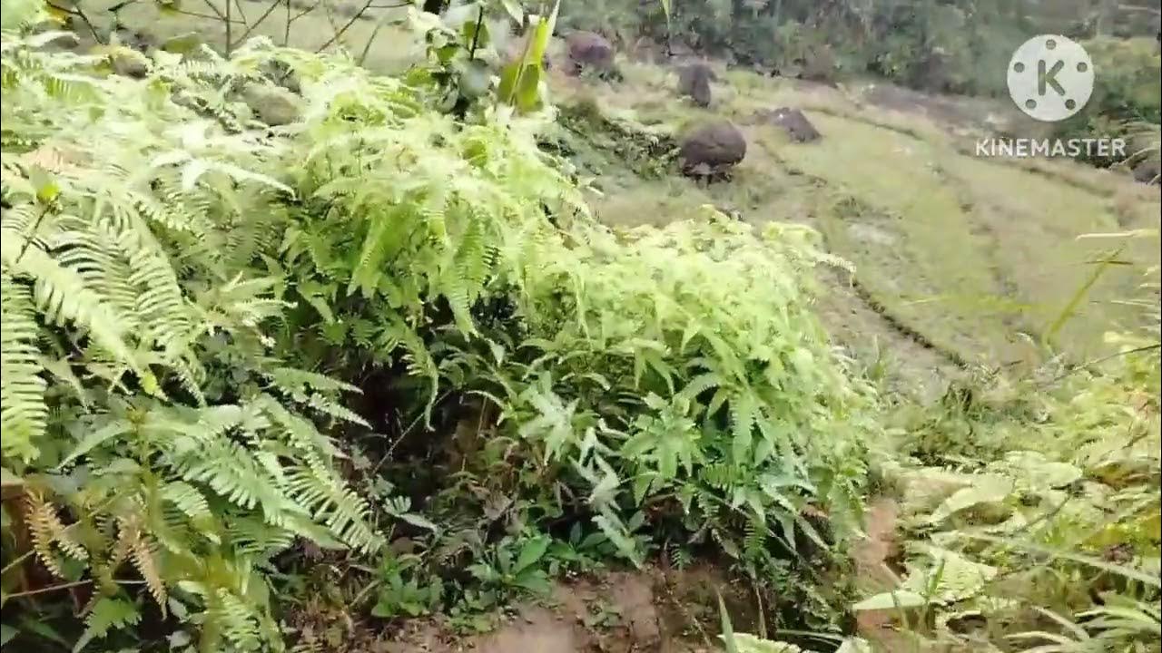 hnub no peb mus nthuag nroj pob kws 17/4/2024 - YouTube