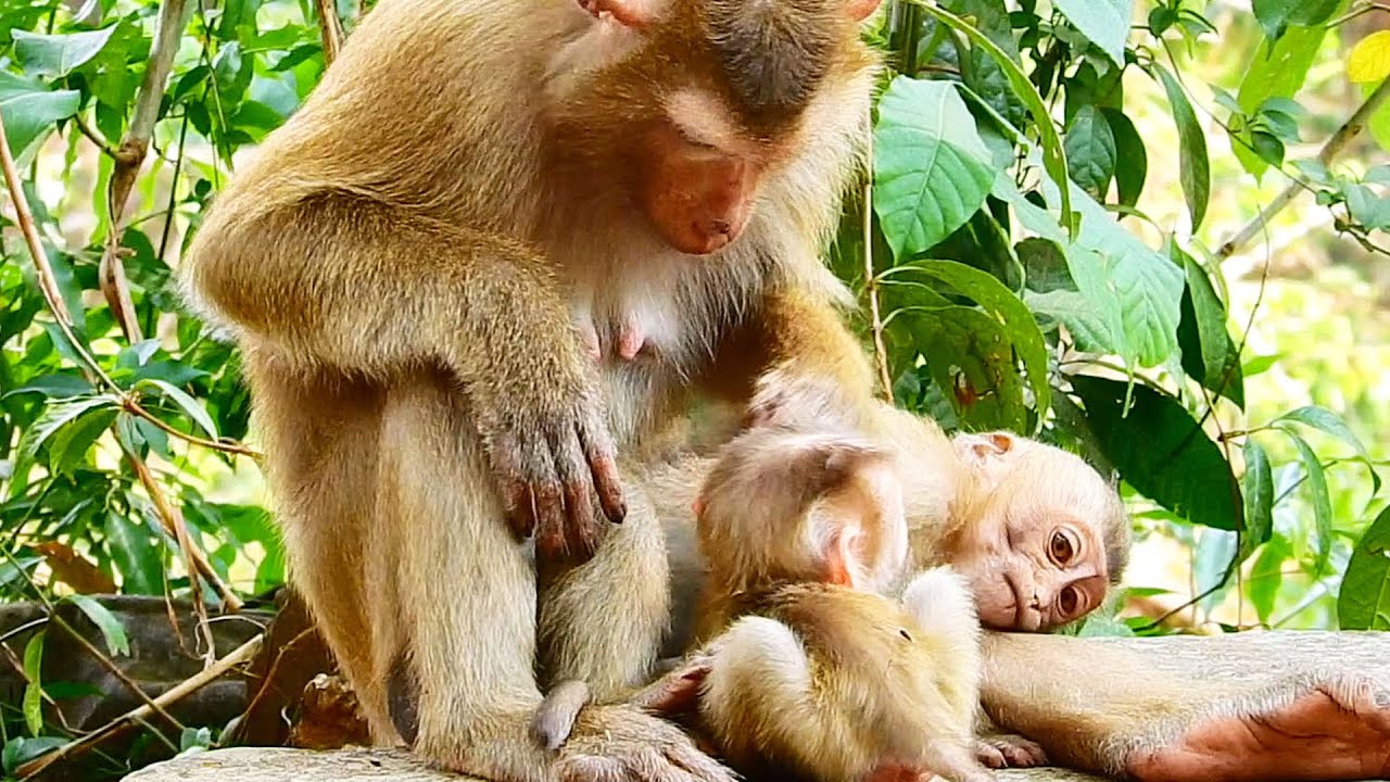 Adorable monkey Rainbow beg Luna to allow her to sleep with - YouTube