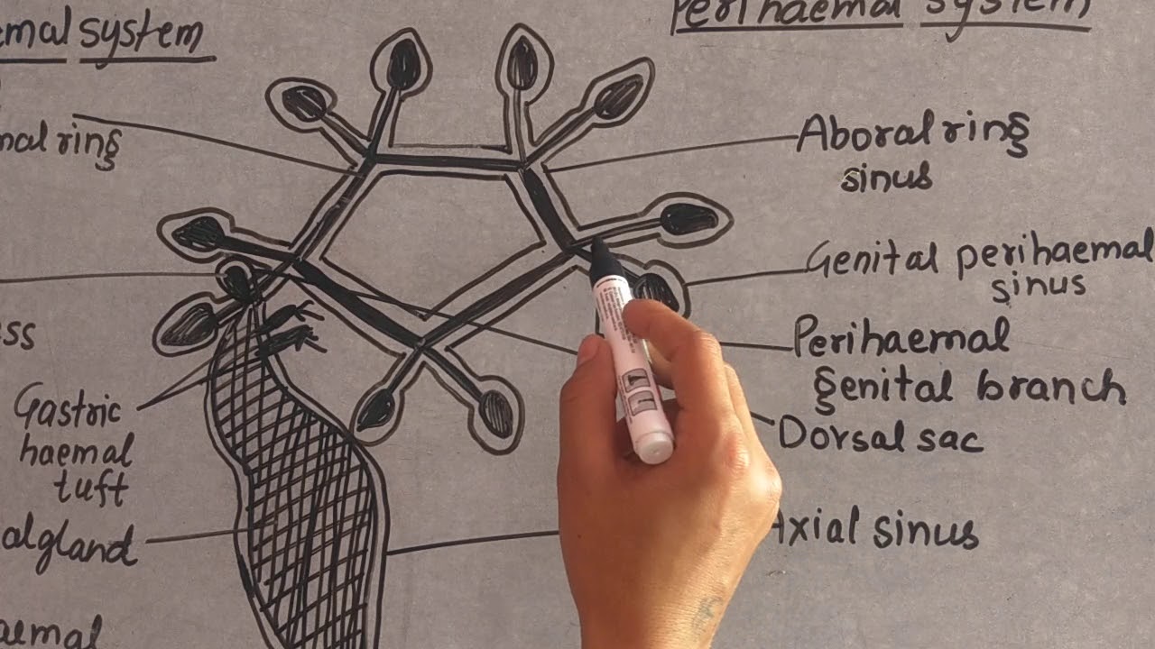 Circulatory system of starfish (B.Sc. Medical 1 St year) - YouTube