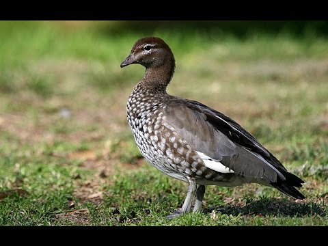 Survival Hunting: Trapping ducks with a long spring trap - YouTube