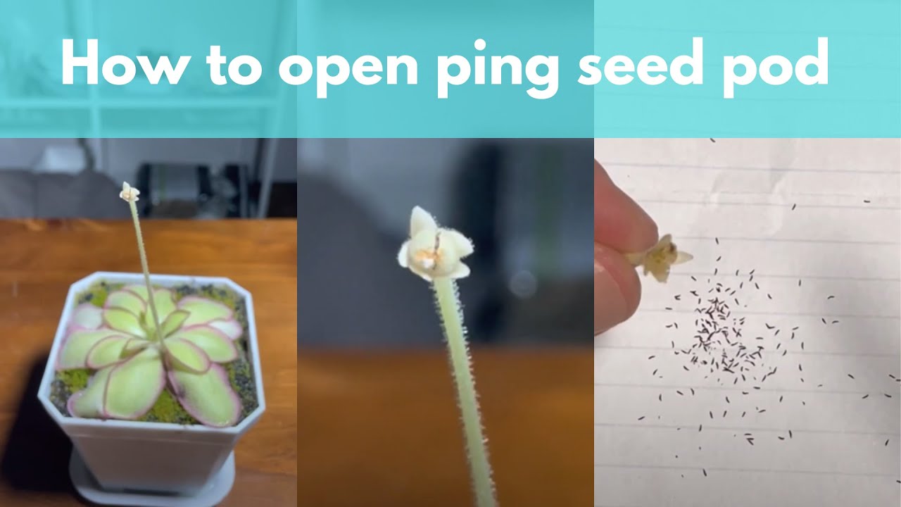 How to open and sow ping seed pod :: ANPA ‘C’ x Agnata ‘El Lobo’ - YouTube