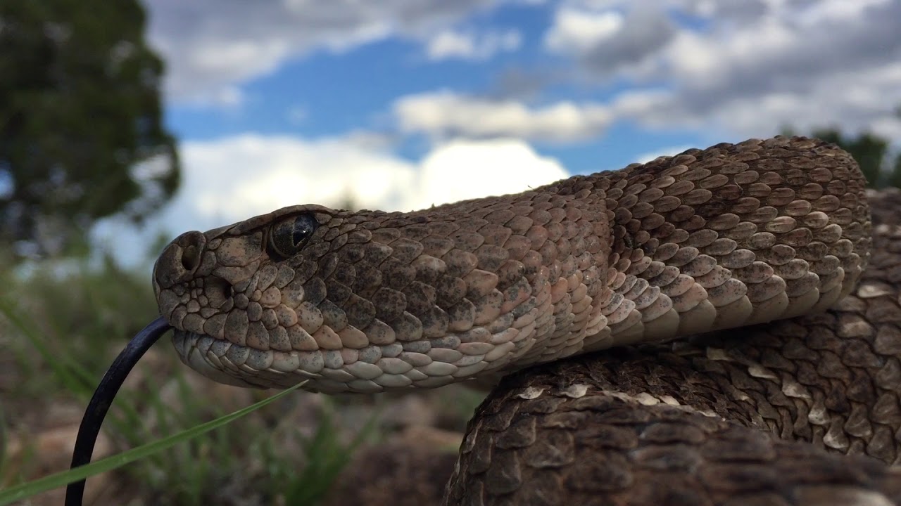 The Rattler - YouTube