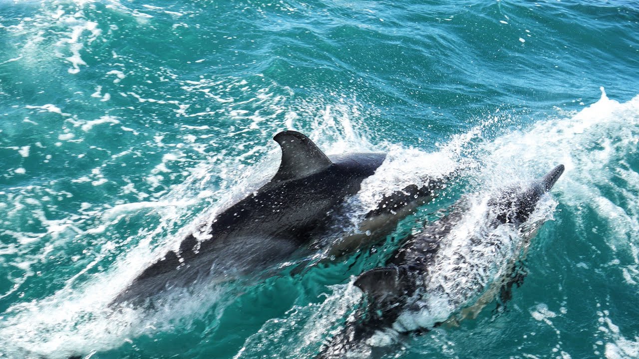 Common Dolphins (Superpod) in Knysna - YouTube