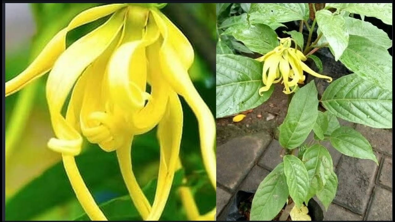 CARA STEK BUNGA KENANGA - YouTube