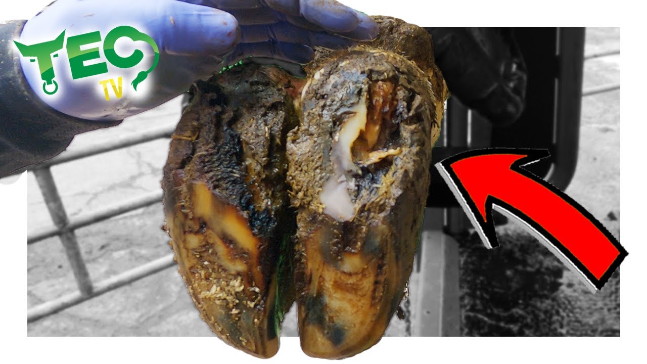 Seriously CRUSTY HOOF on the COW! | TEC TV - YouTube