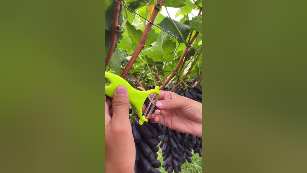 Vineyards Short food short YouTube vineyards-short-food-short-youtube