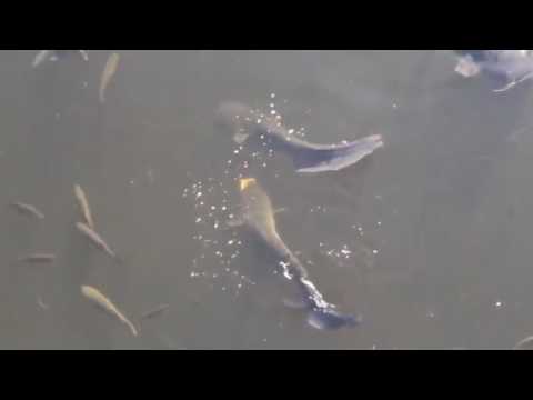 Çernobil Faciasının Yaşandığı Bölgedeki Devasa Yayın Balıkları